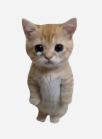 Apps to chat with Chinese online - Cchatty